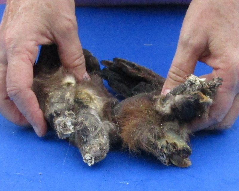 beaver feet, cured