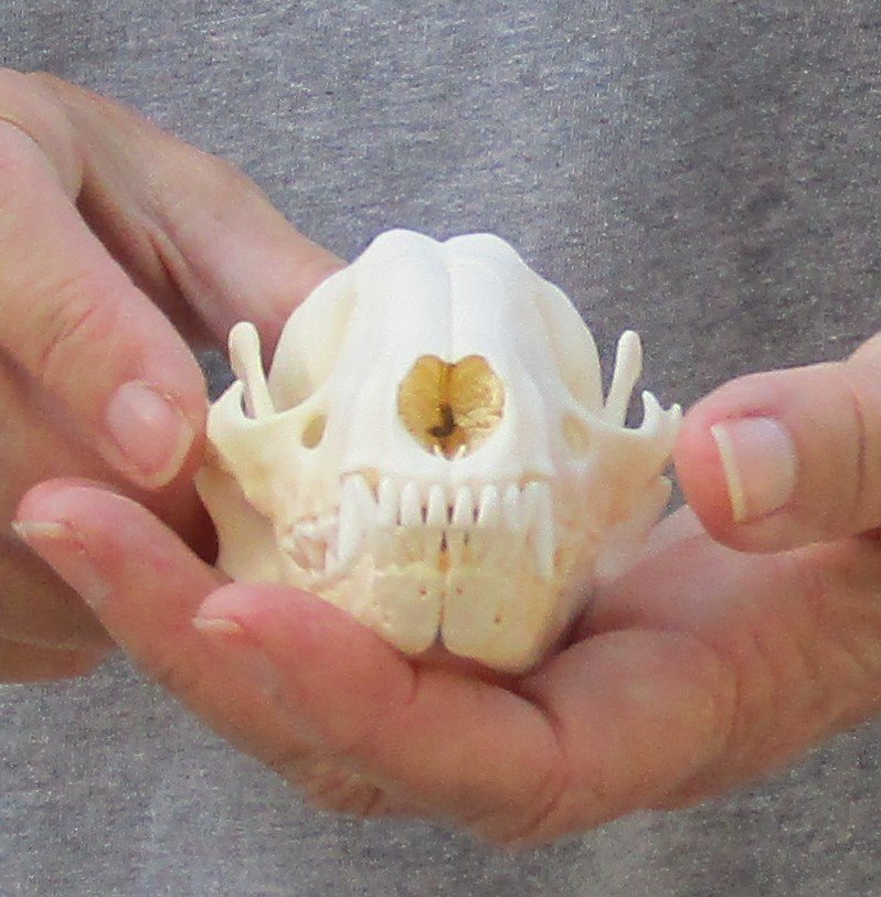 A-Grade Raccoon Skull