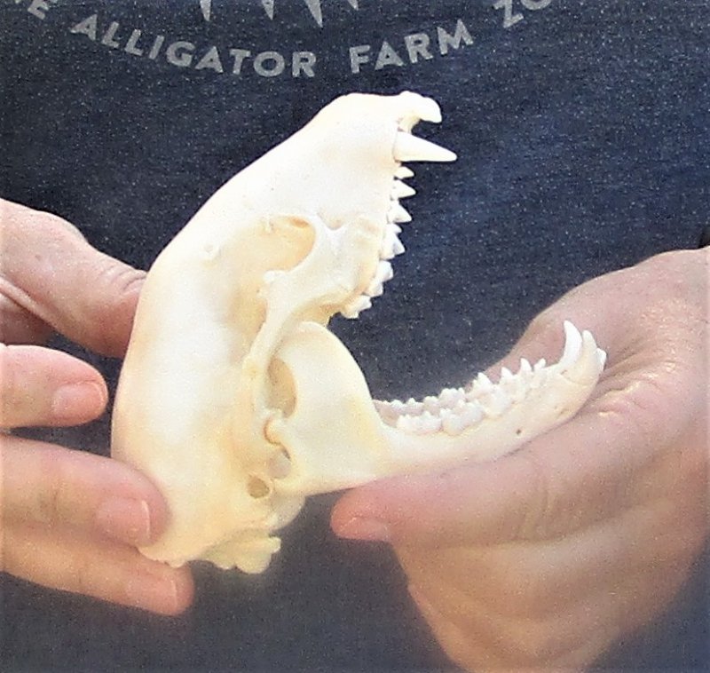 A-Grade Raccoon Skull