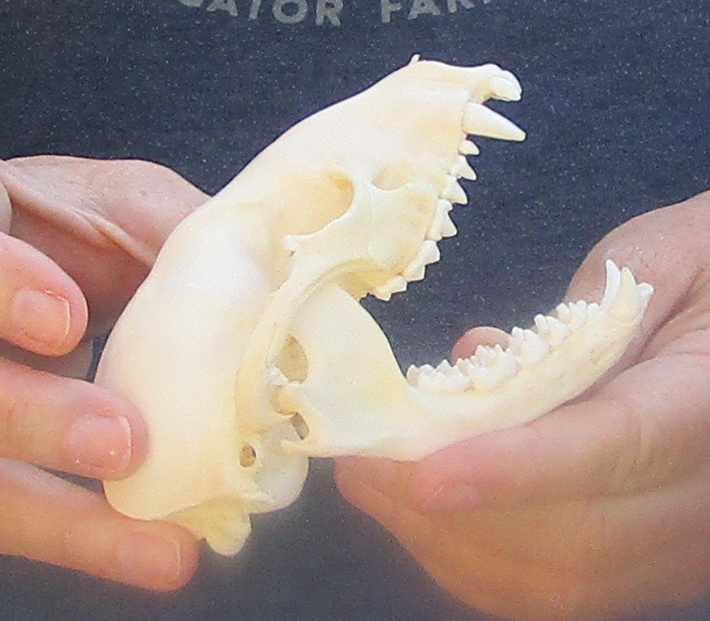 A-Grade Raccoon Skull