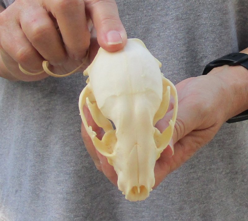 A-Grade Raccoon Skull