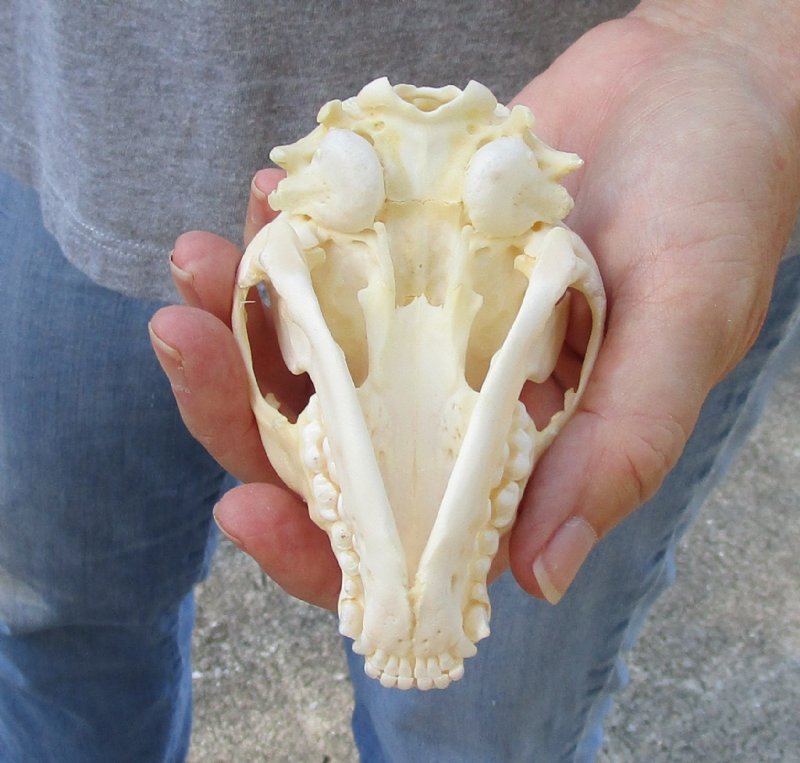 A-Grade Raccoon Skull