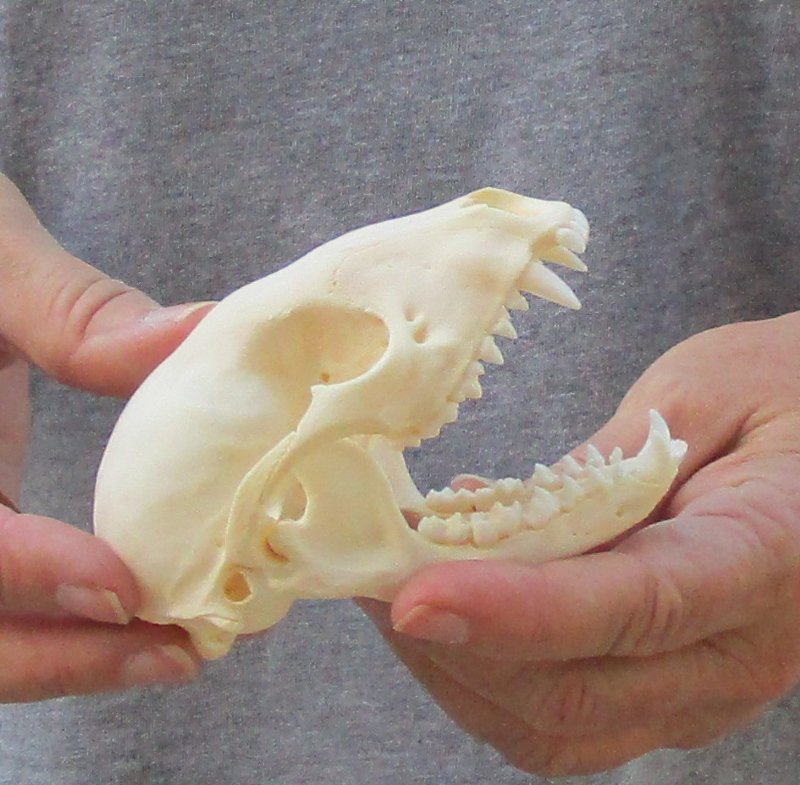 A-Grade Raccoon Skull