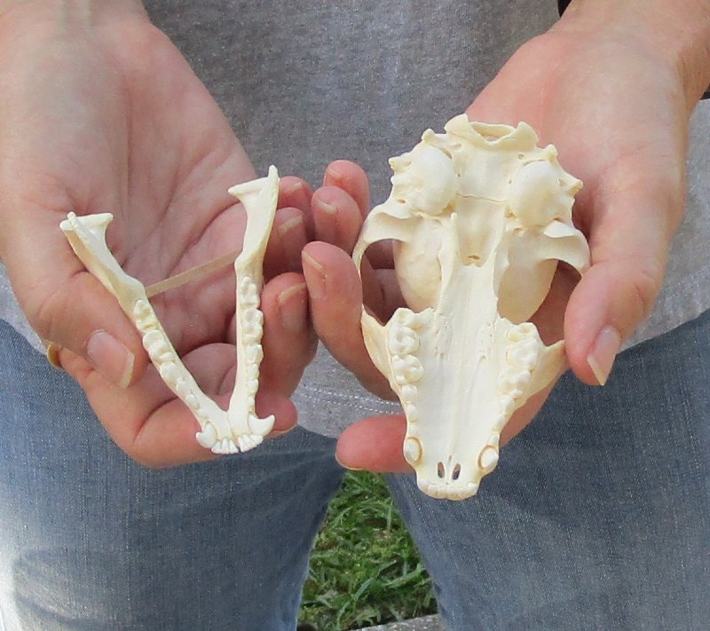 A-Grade Raccoon Skull