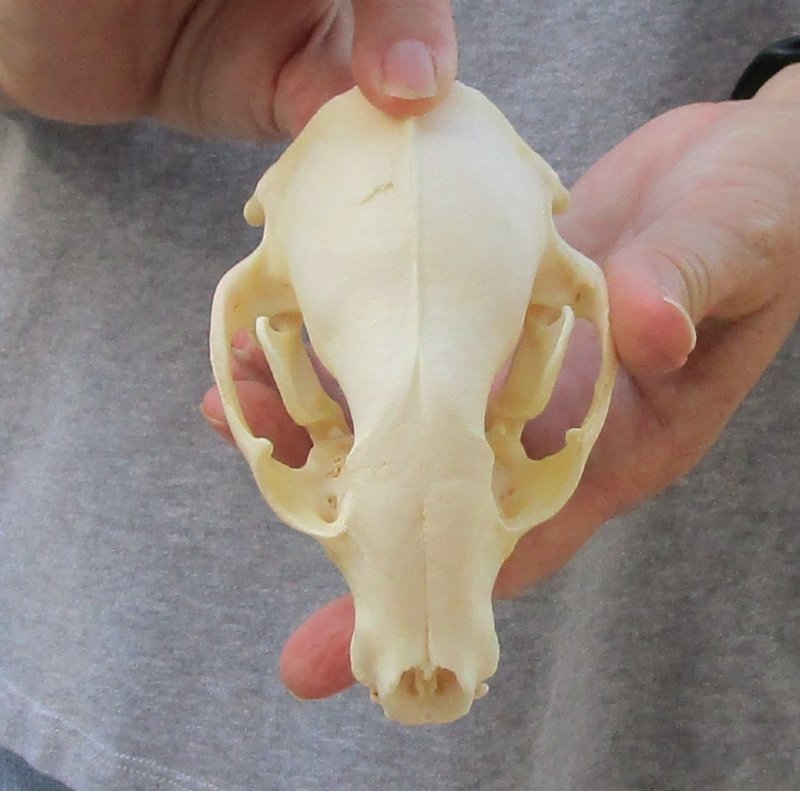 A-Grade Raccoon Skull