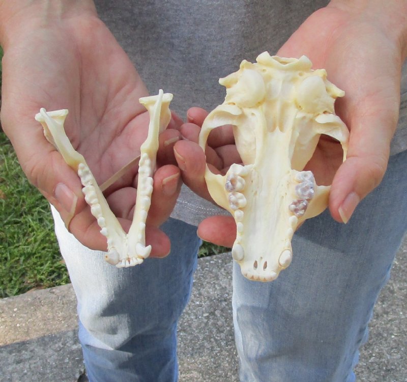 A-Grade Raccoon Skull