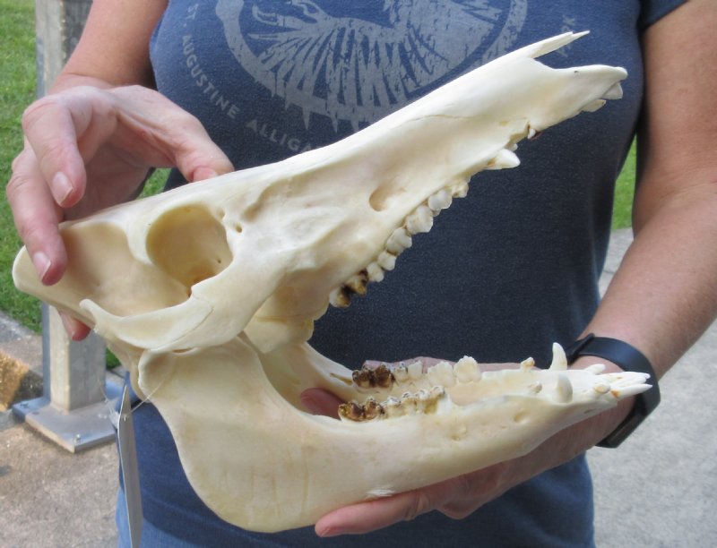 Wild Boar Skull, commercial grade