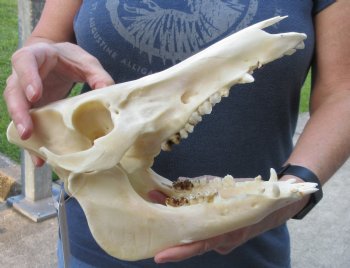 Wild Boar Skull, commercial grade