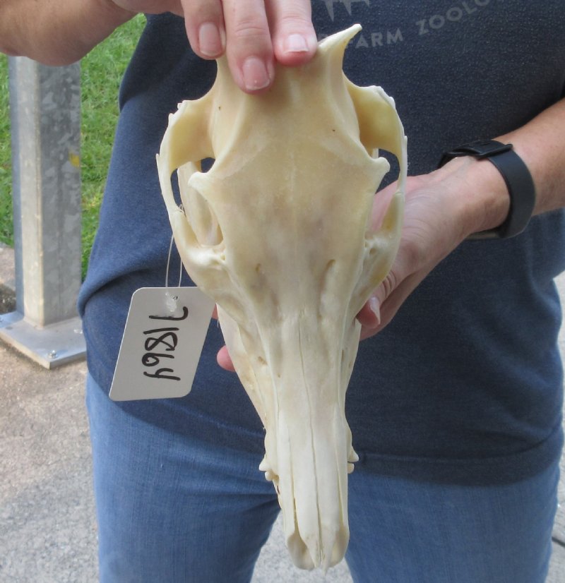 Wild Boar Skull, commercial grade