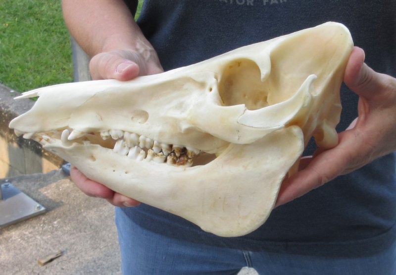Wild Boar Skull, commercial grade