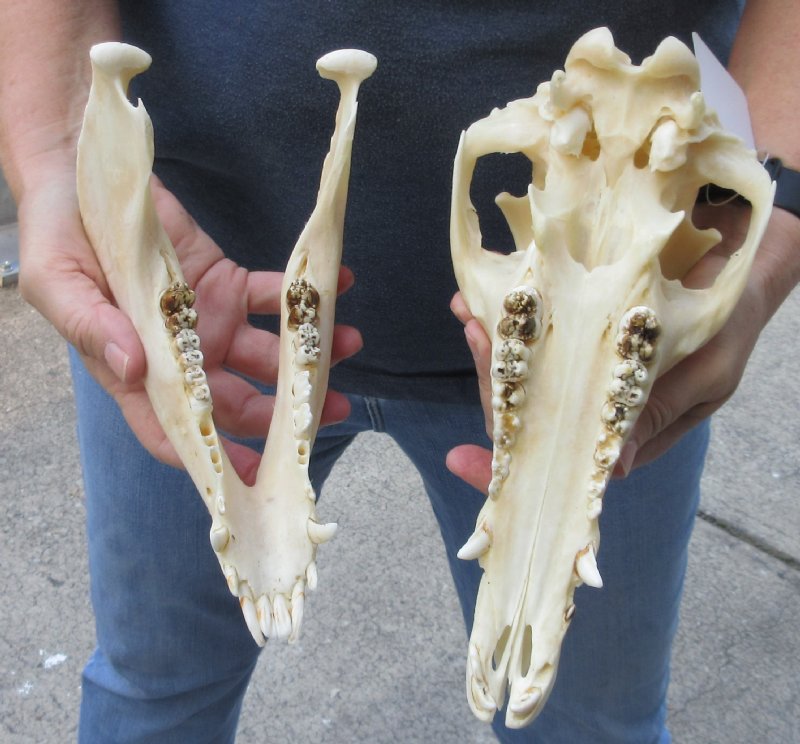 Wild Boar Skull, commercial grade