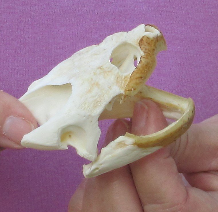 Common North American Snapping Turtle Skull
