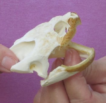 Common North American Snapping Turtle Skull