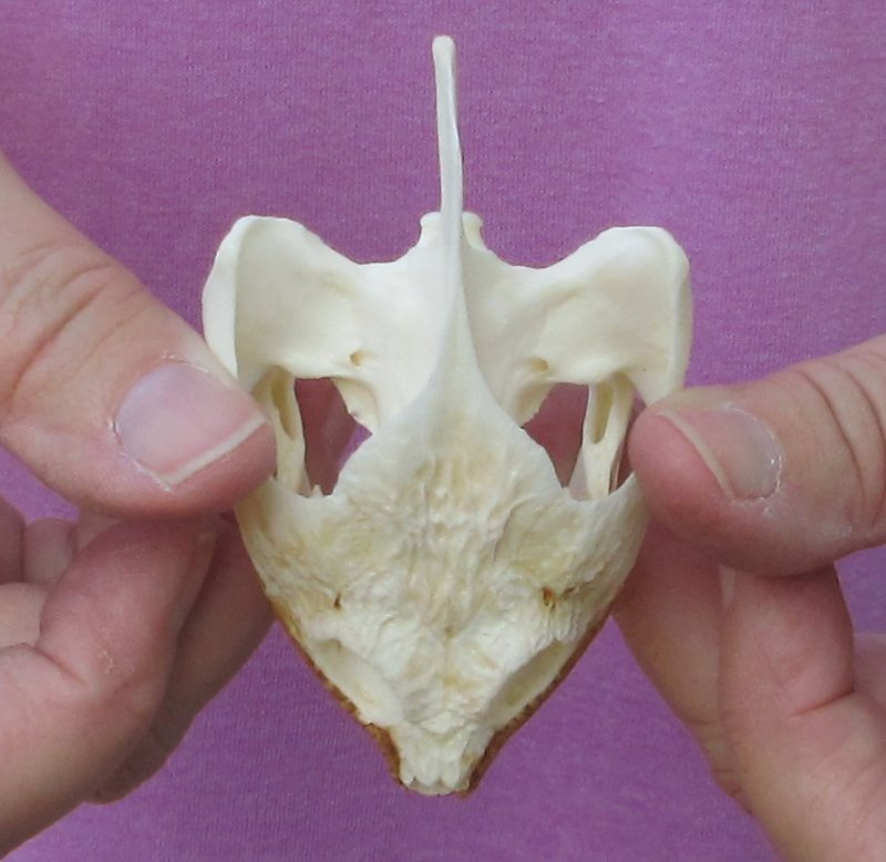 Common North American Snapping Turtle Skull