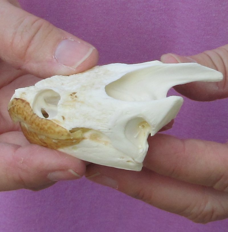 Common North American Snapping Turtle Skull