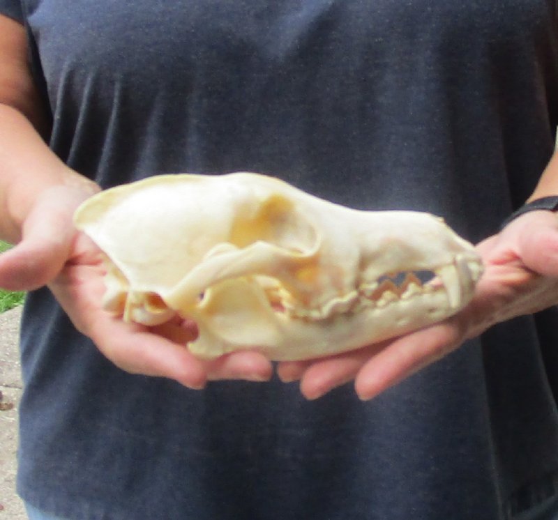 COYOTE SKULL