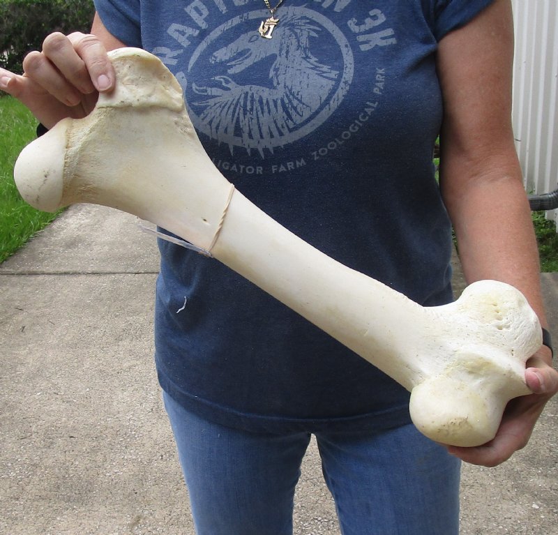19 inch Giraffe Femur Bone from upper leg - $55