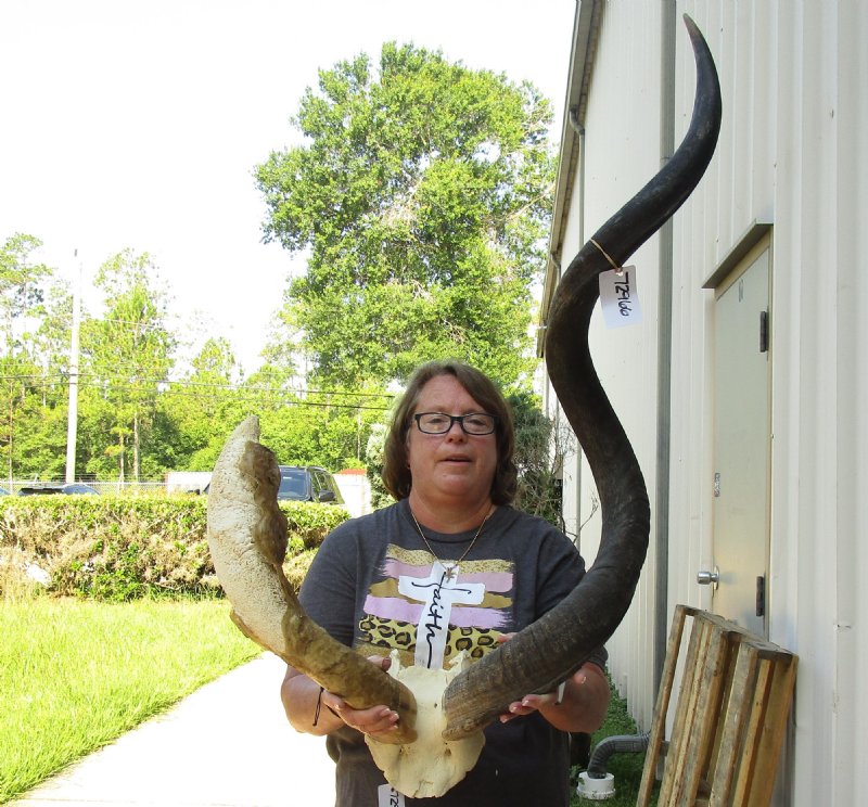 kudu horns on skull plate