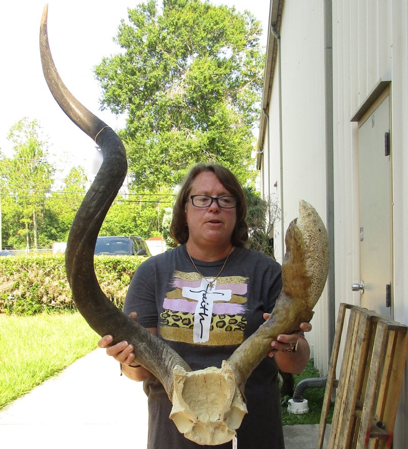 kudu horns on skull plate
