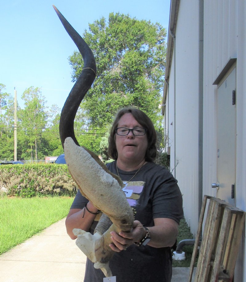 kudu horns on skull plate