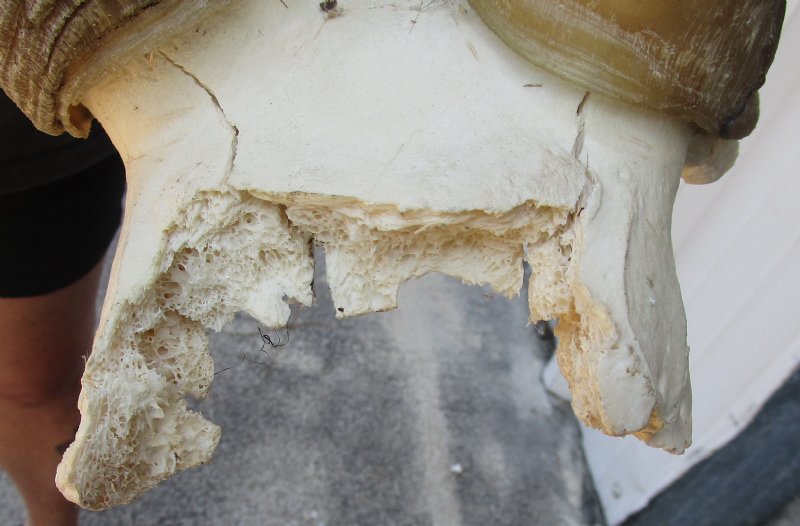 kudu horns on skull plate