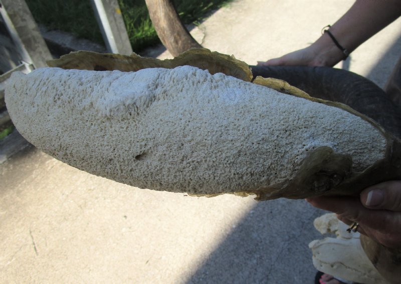 kudu horns on skull plate