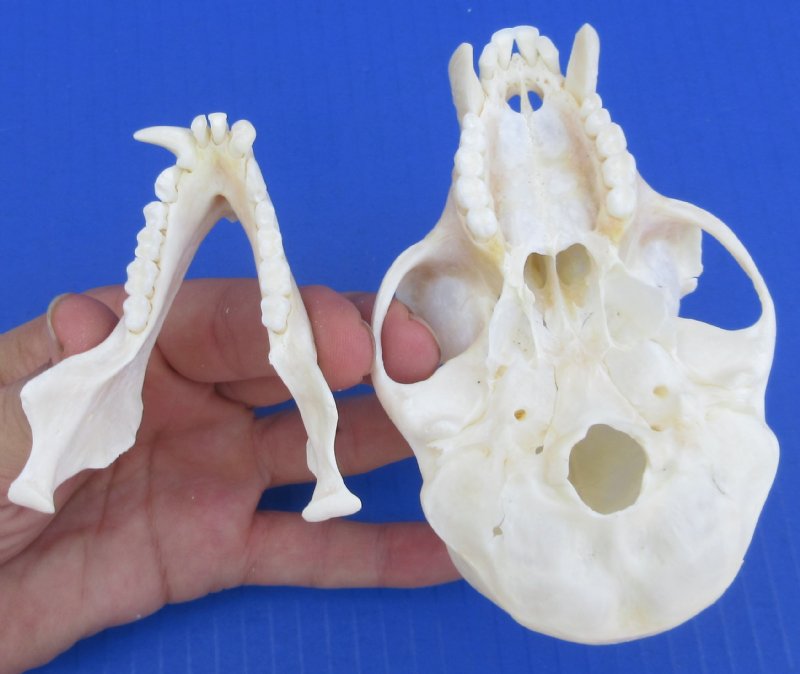 Male African vervet monkey skull