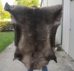 Authentic Reindeer Hide | Reindeer Skin | Reindeer Fur | Wholesale