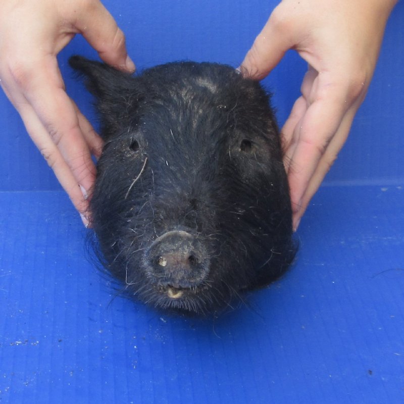 Real Georgia Wild Boar, Hog Head Preserved with Formaldehyde for $50
