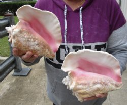 Large Pink Conch Shells | Queen Conch Shell | Hand Picked