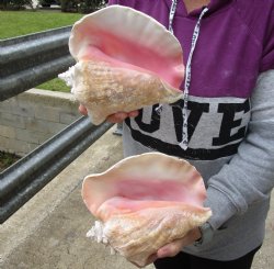 Large Pink Conch Shells | Queen Conch Shell | Hand Picked
