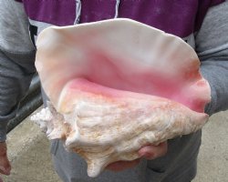 Large Pink Conch Shells | Queen Conch Shell | Hand Picked