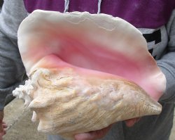 Large Pink Conch Shells | Queen Conch Shell | Hand Picked