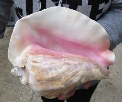 Large Pink Conch Shells | Queen Conch Shell | Hand Picked