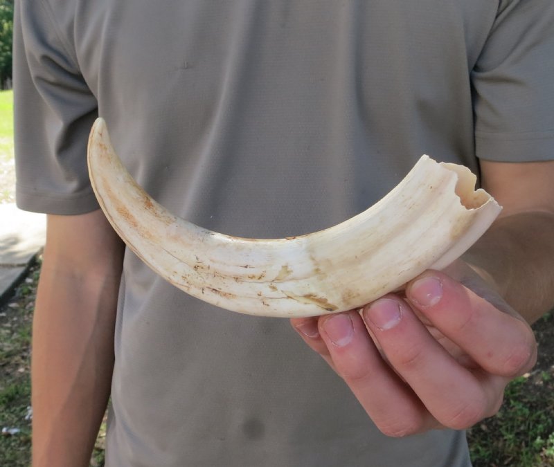 9 inch Warthog Tusk, Warthog Ivory from African Warthog .35 lb and 10% ...