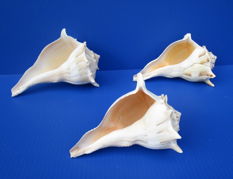 Lightning Whelks - Left Handed Whelks