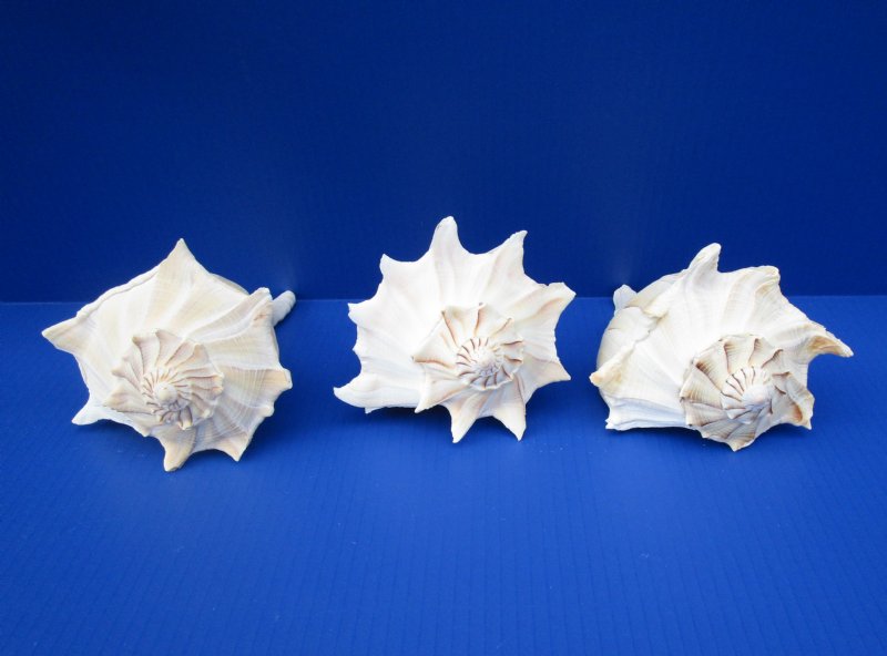 Lightning Whelks - Left Handed Whelks