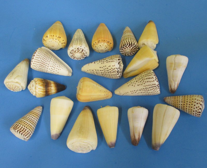 Bulk Cone Sea Shells at Rose Holeman blog