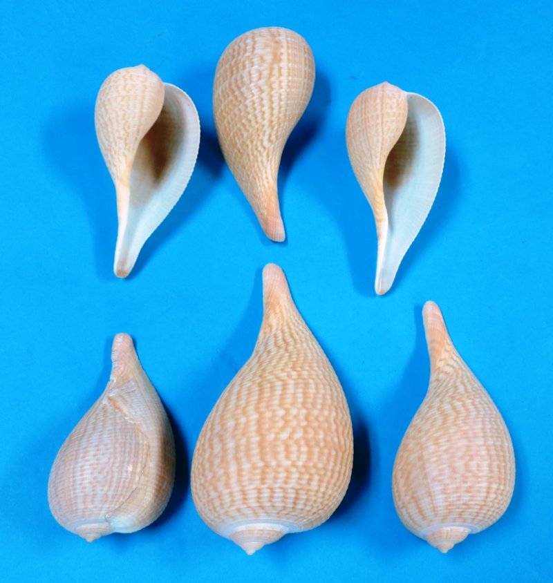 Graceful/Elongated Fig Shells Wholesale