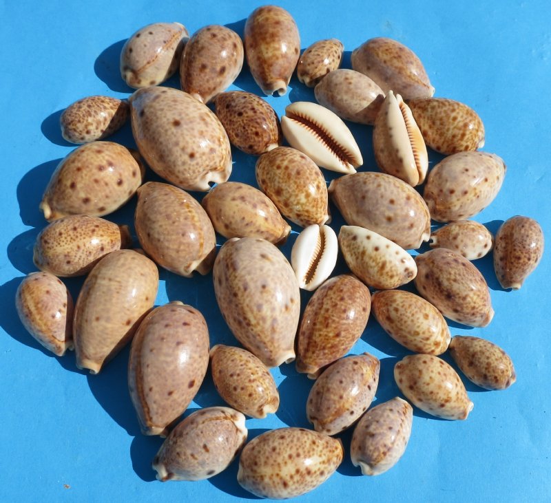 Lynx Cowrie Shells Wholesale | 3/4 to 1-1/2 inches