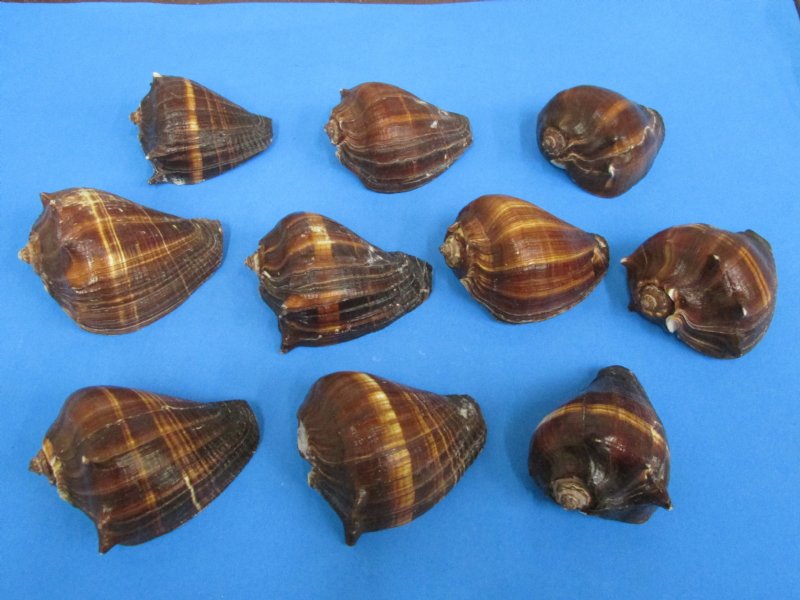 Wholesale Pacific Crown Conch shells, Melongena patula 4 to 4-3/4