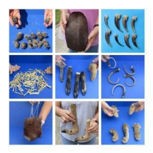 For Sale at Atlantic Coral Preserved Animal Tails, Feet, Ears and More