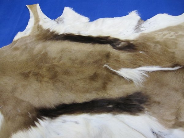 Real African Springbok Skins, Hides, Rugs for Sale
