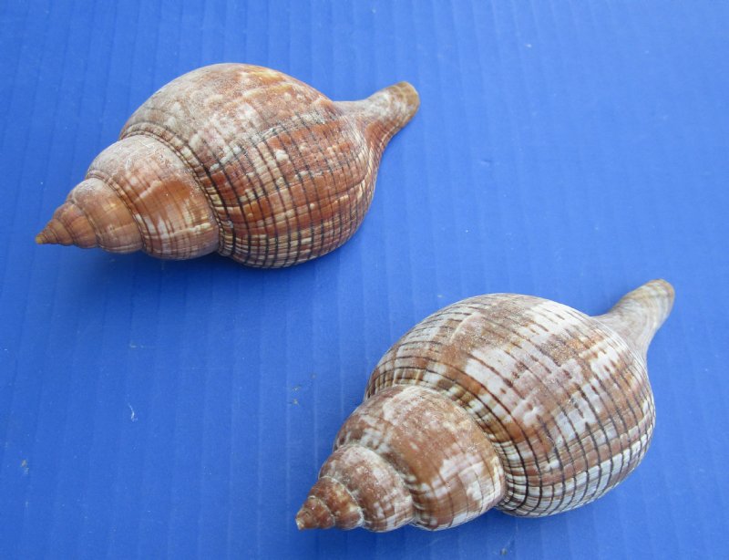 Home & Hobby Tulip Seashell 1 Shell Large Floral & Garden Crafts etna ...