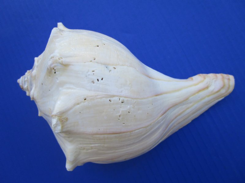 Lightning Whelks - Left Handed Whelks