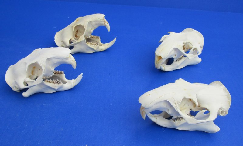 Groundhog Skulls | Woodchuck Skull | Wholesale | Individually