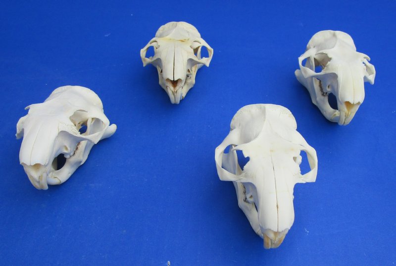 Groundhog Skulls | Woodchuck Skull | Wholesale | Individually