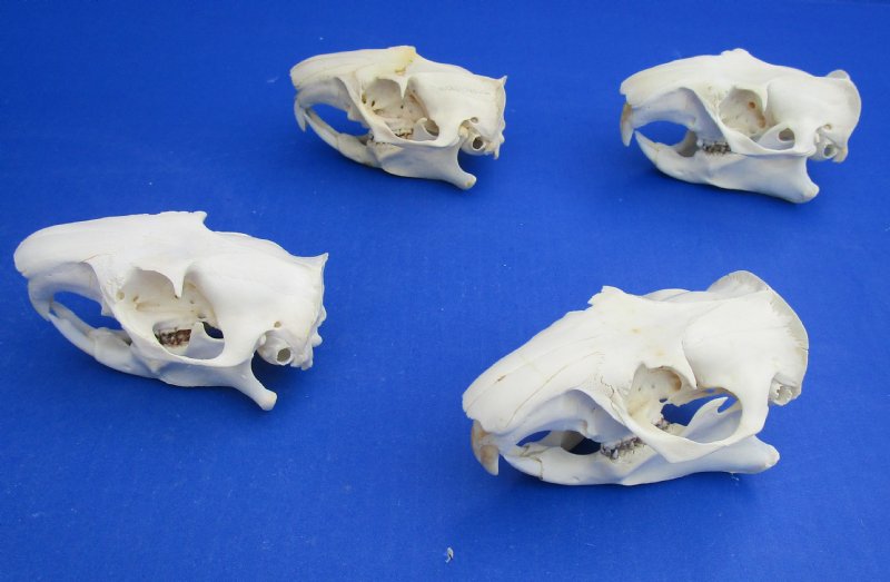 Groundhog Skulls | Woodchuck Skull | Wholesale | Individually