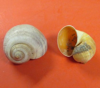 Wholesale Pila Globosa Shells for Crafts