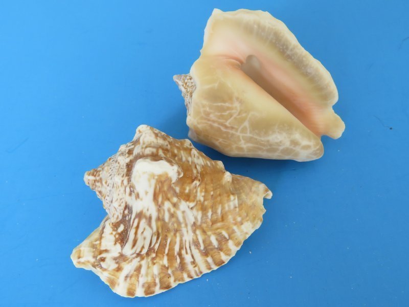 Wholesale hawkwing conch shells for shellcraft